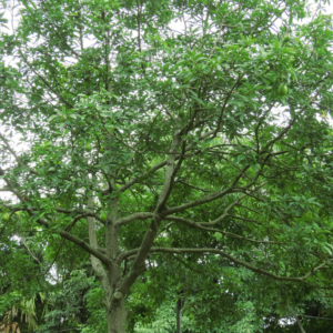 Parc national La Visite – Karibiodiv