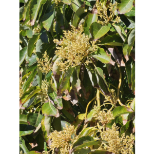 Parc national La Visite – Karibiodiv